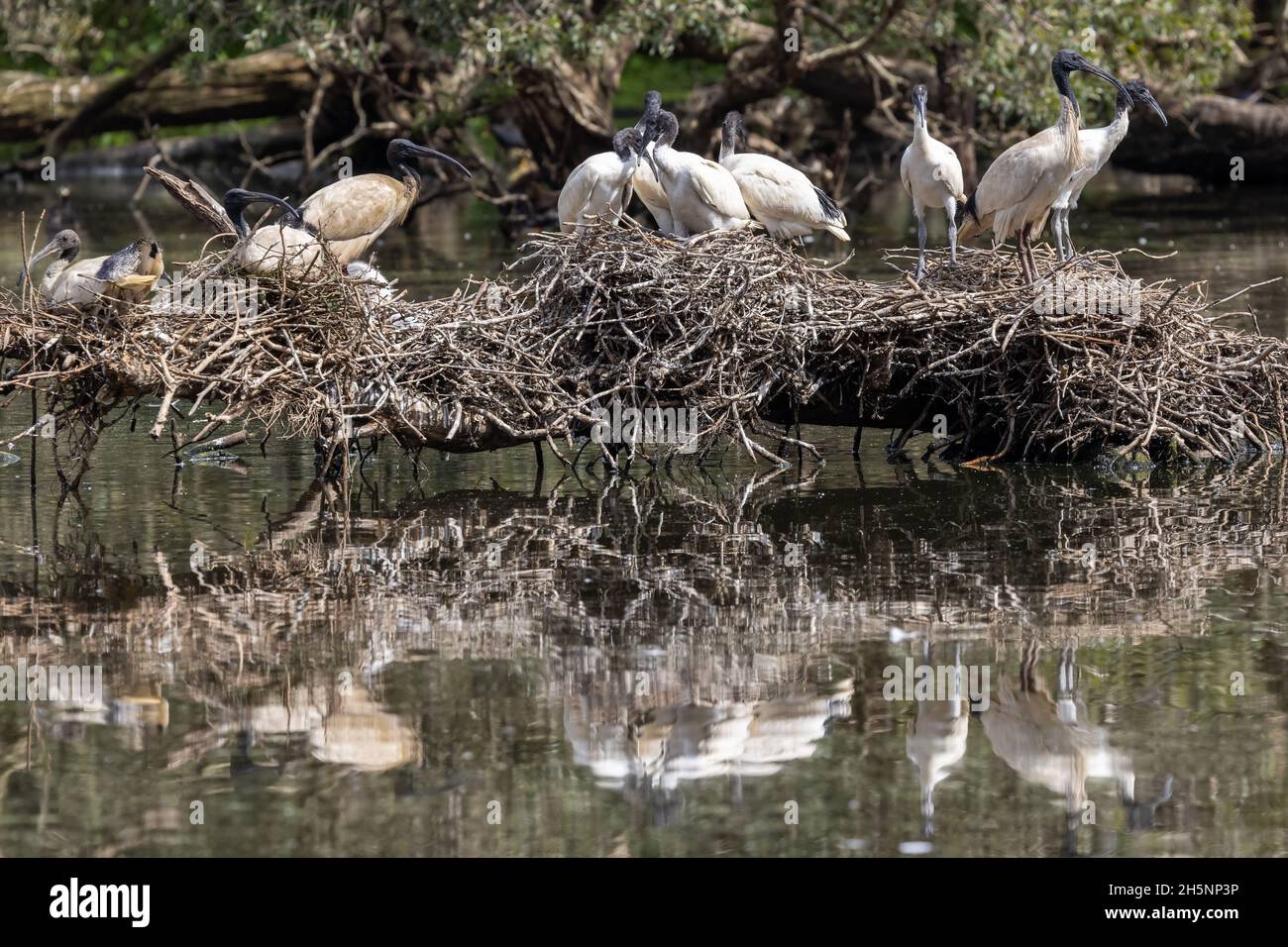 White ibis colony hi-res stock photography and images - Alamy