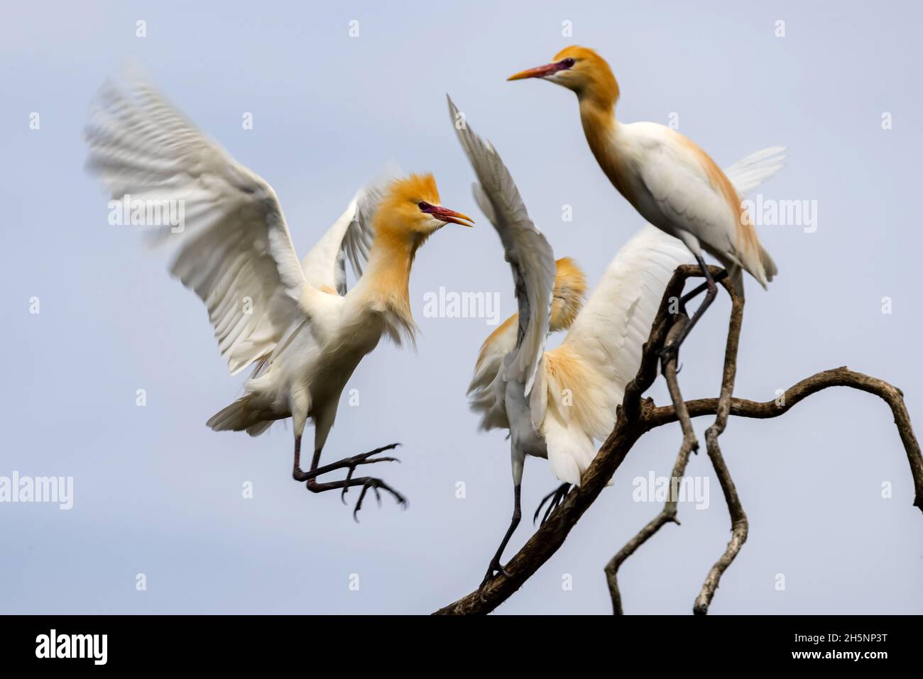 Cattle Egrets in breeding colours perched on tree branch Stock Photo ...