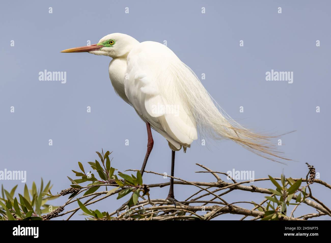 Australian Intermediate Egret in breeding colours Stock Photo - Alamy