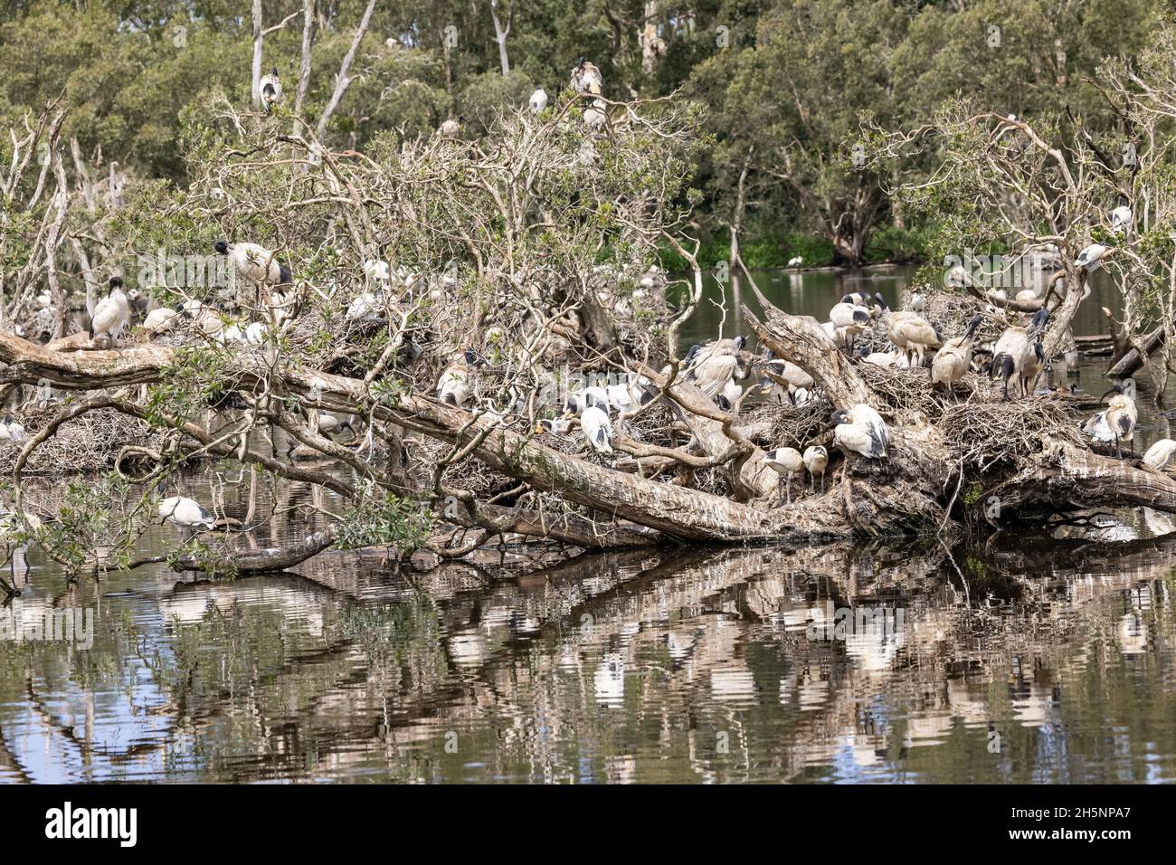 Australian White Ibis breeding colony Stock Photo - Alamy