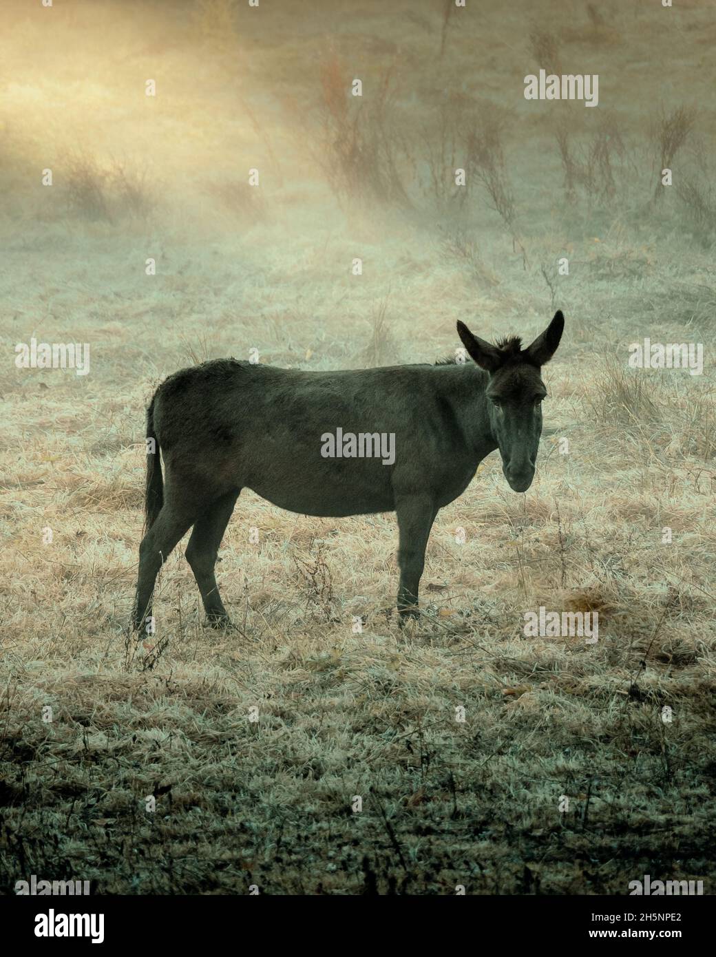 Vertical shallow focus of a donkey outdoors on a gloomy day Stock Photo ...