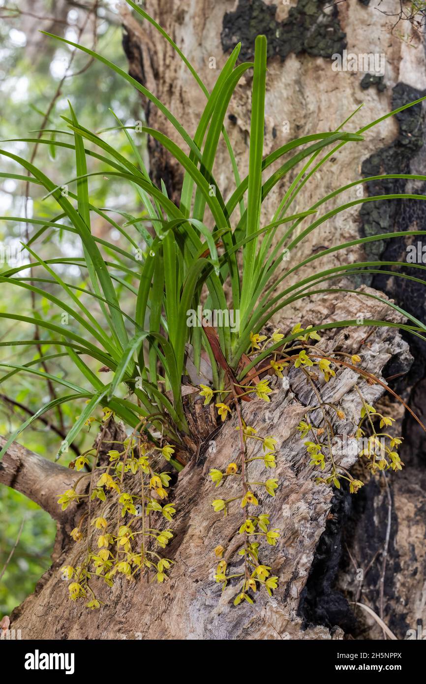 Cymbidium suave hi-res stock photography and images - Alamy