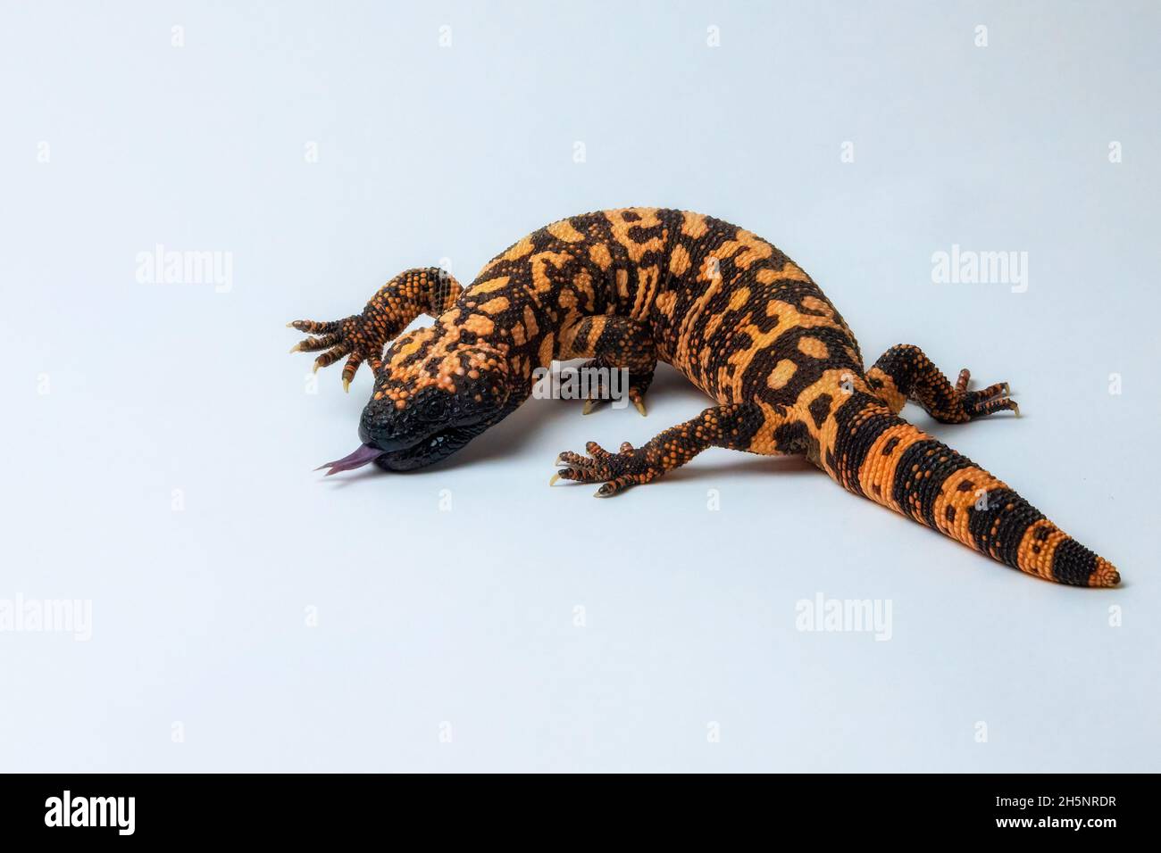 Gila monster tongue hi-res stock photography and images - Alamy