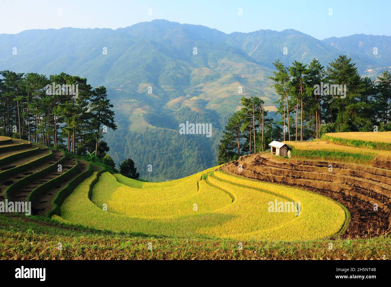 Morning in Mu Cang Chai, Yen Bai, Vietnam Stock Photo - Alamy