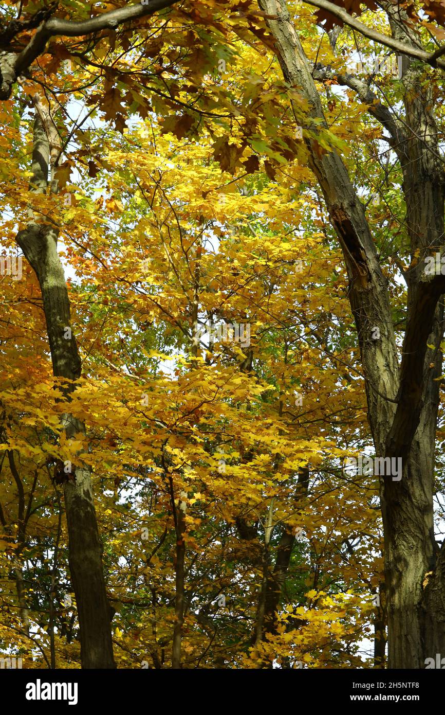 Seasonal tree colors hi-res stock photography and images - Alamy