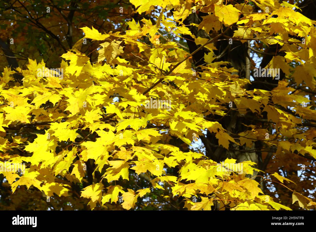 Colorful autumn trees of bright gold Stock Photo - Alamy