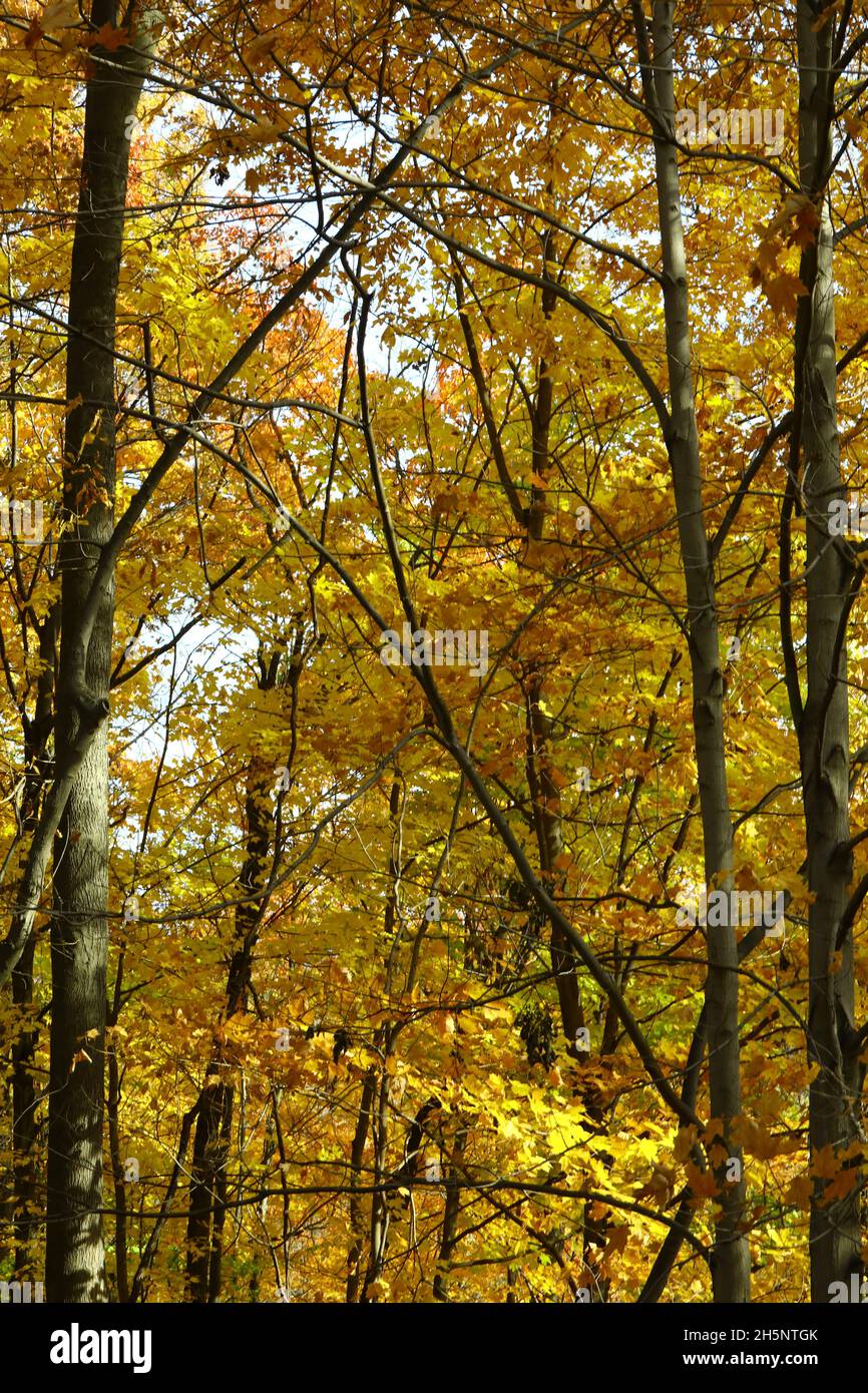 autumn color in the forest Stock Photo - Alamy