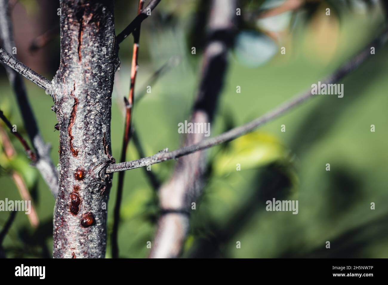 damaged bark of on a peach tree in the spring caused by an infestation ...