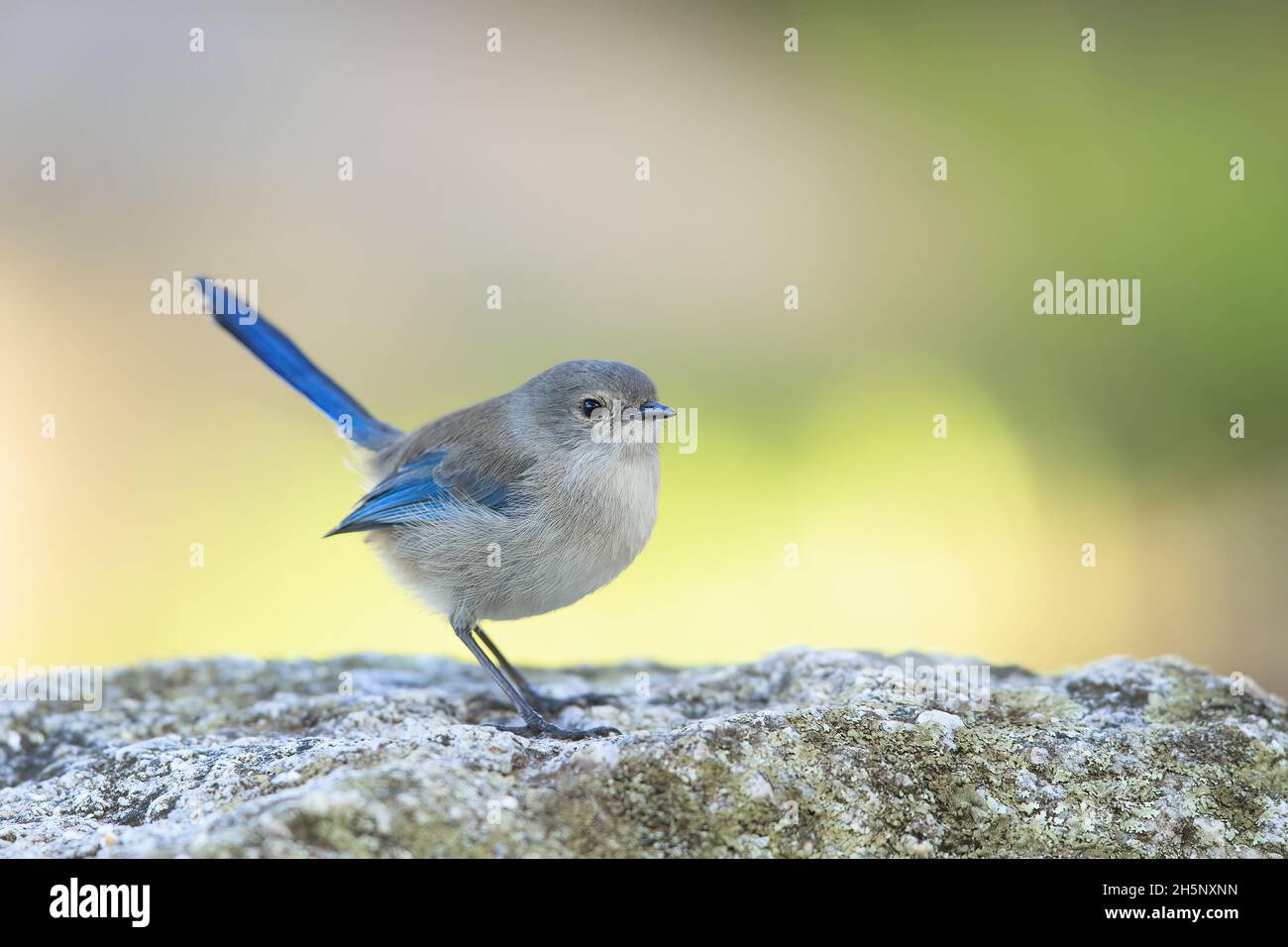 Splendid fairy wren malurus splendens hi-res stock photography and ...