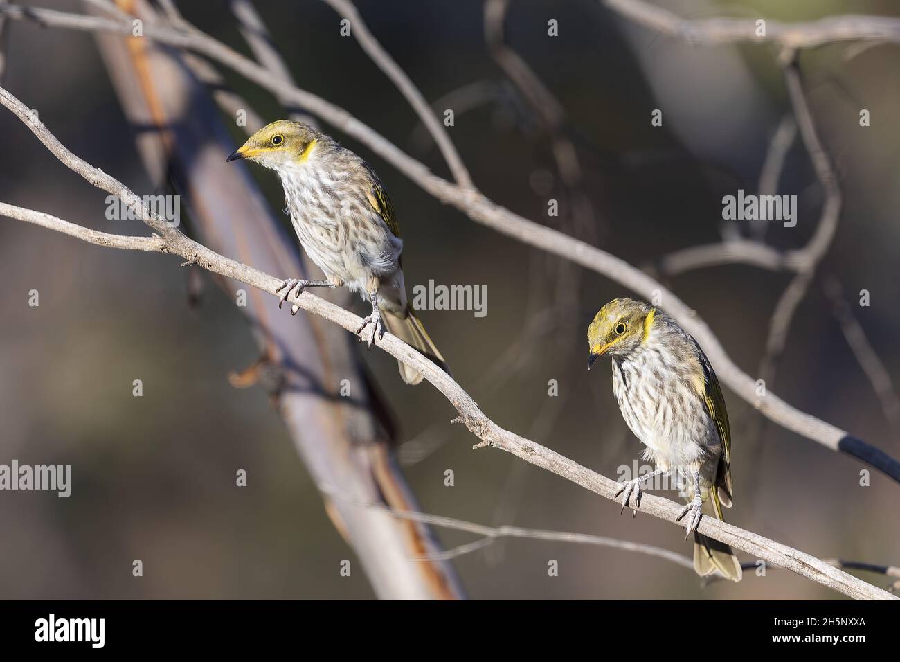 Long down curved bill hi-res stock photography and images - Alamy