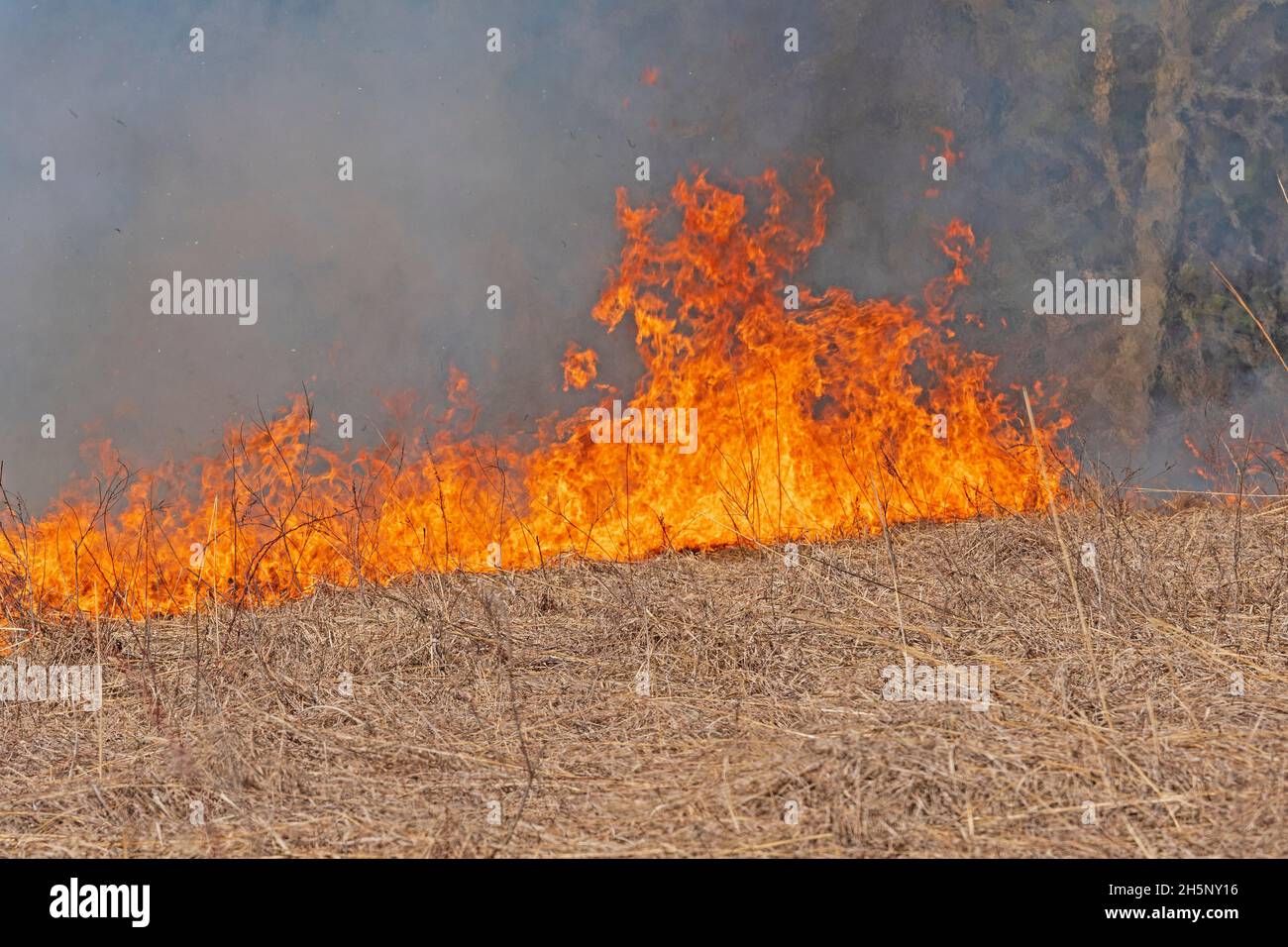 Roaring Flames in a Burning Prairie in Spring Valley Nature Center in ...
