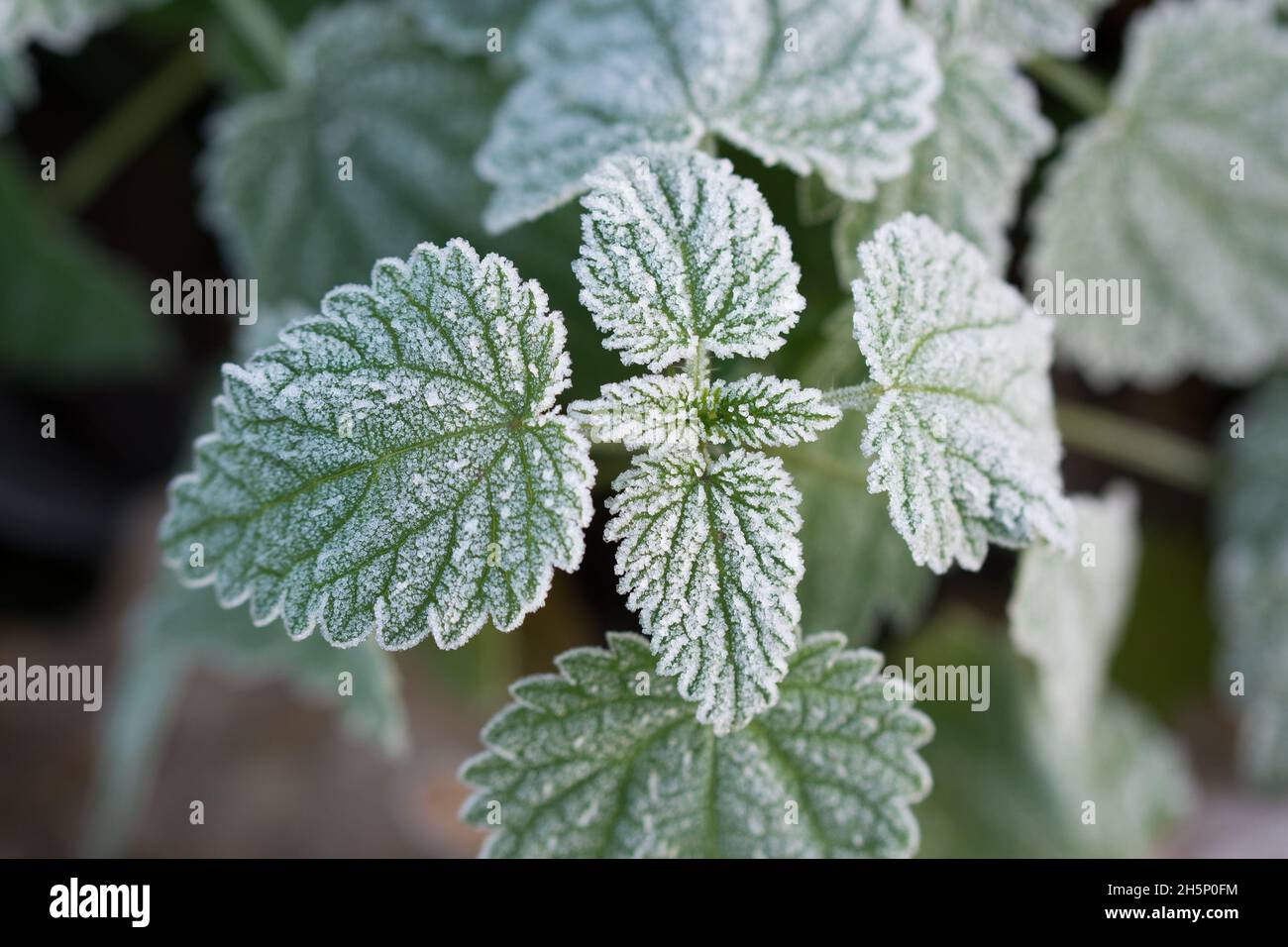 Hoar frost macro hi-res stock photography and images - Alamy
