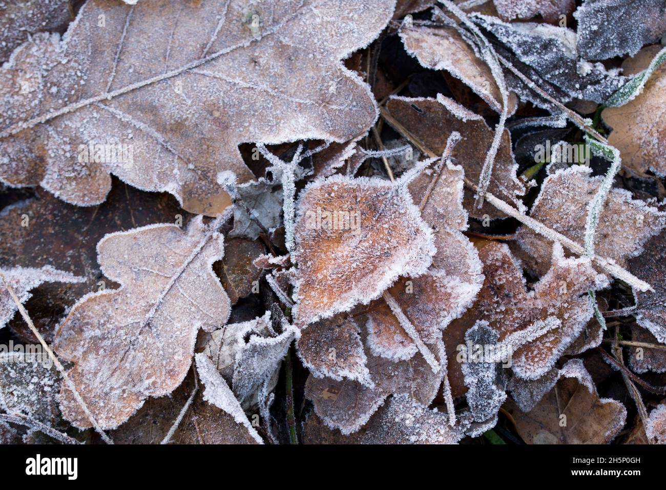 Oak leaf with hoar frost hi-res stock photography and images - Alamy