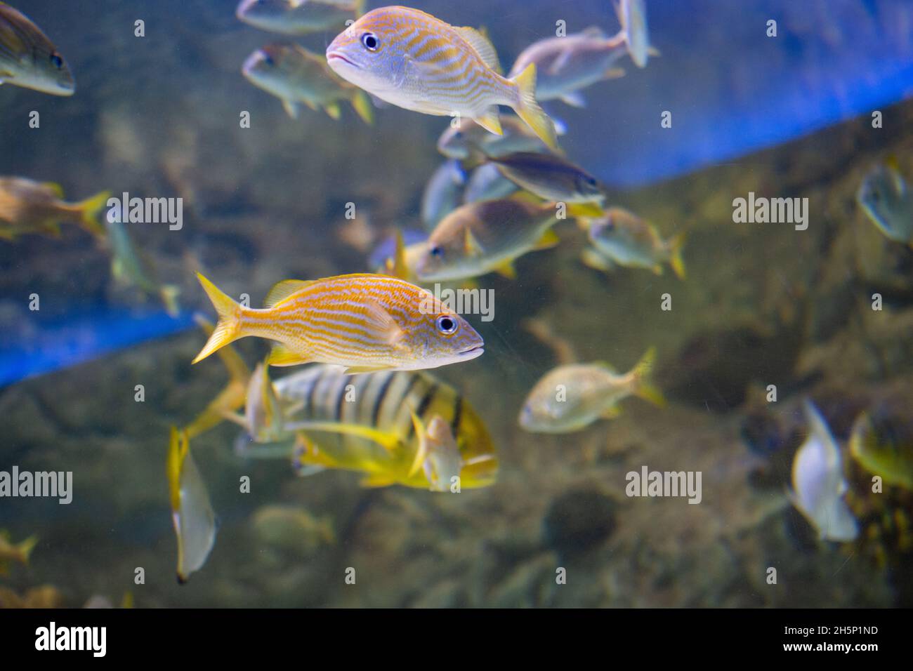 Beautiful fish at bottom of the aquarium, Oceanarium, business tourism ...