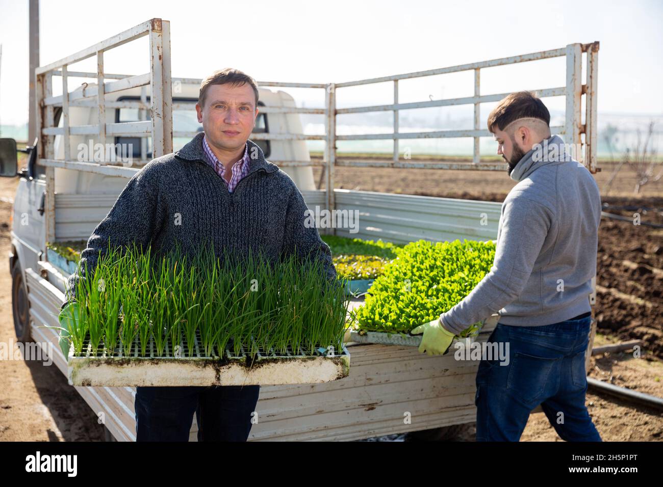 Farmers preparing seedlings for planting Stock Photo - Alamy