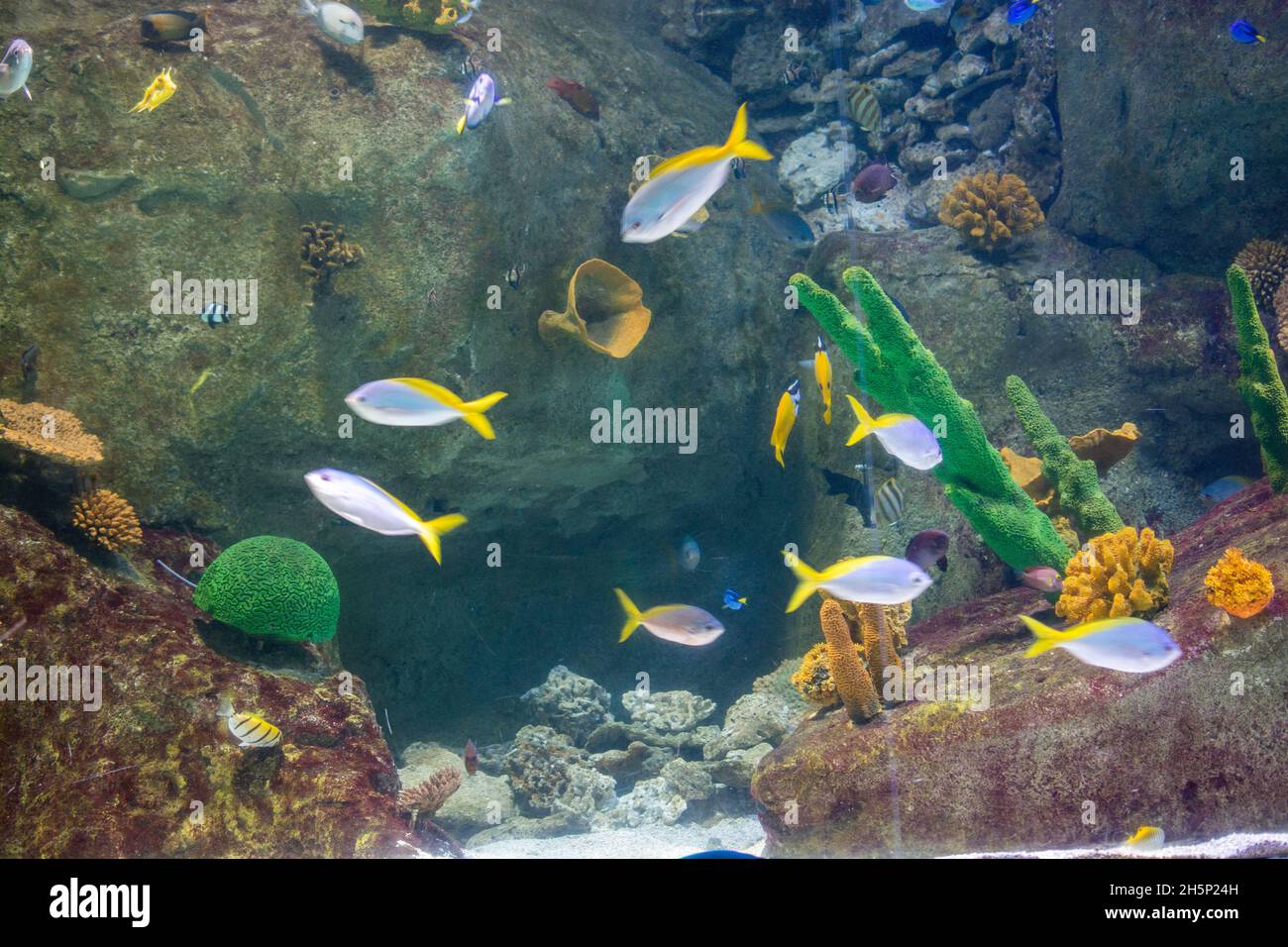 Beautiful fish at bottom of the aquarium, Oceanarium, business tourism ...
