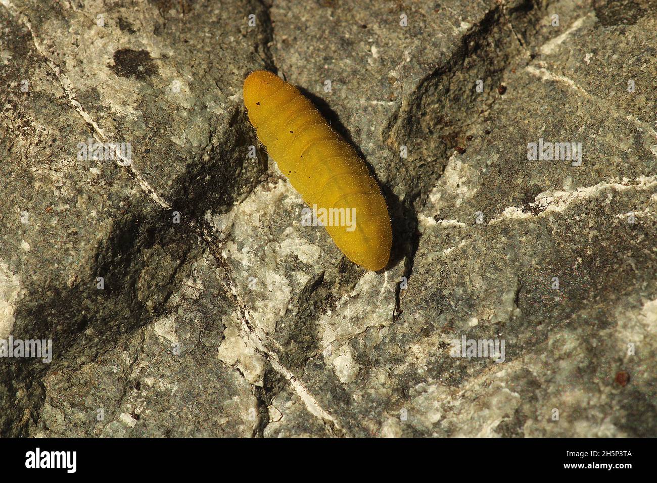Caterpillar of common copper butterfly (Lycaena sp Stock Photo - Alamy