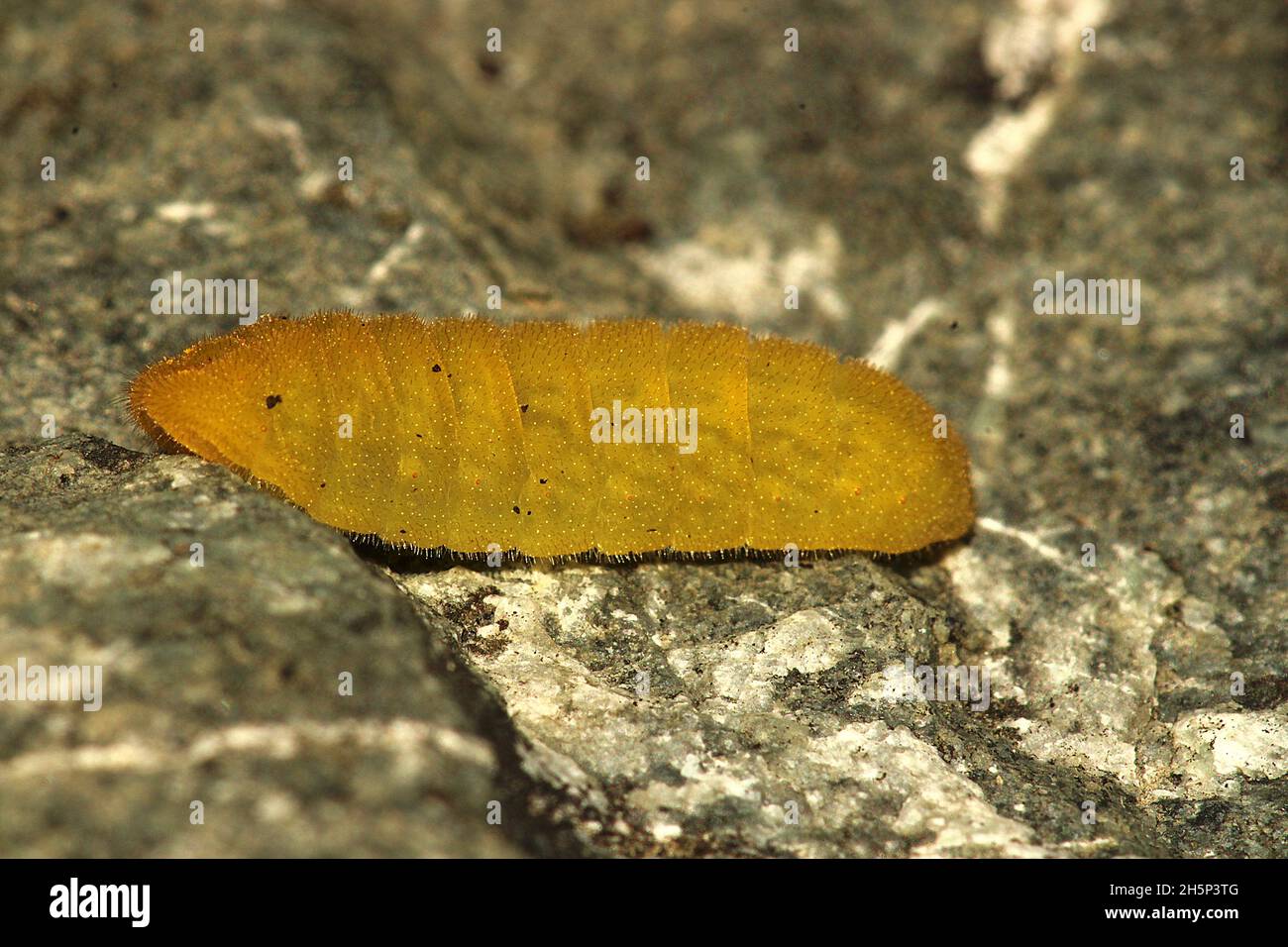 Caterpillar of common copper butterfly (Lycaena sp Stock Photo - Alamy