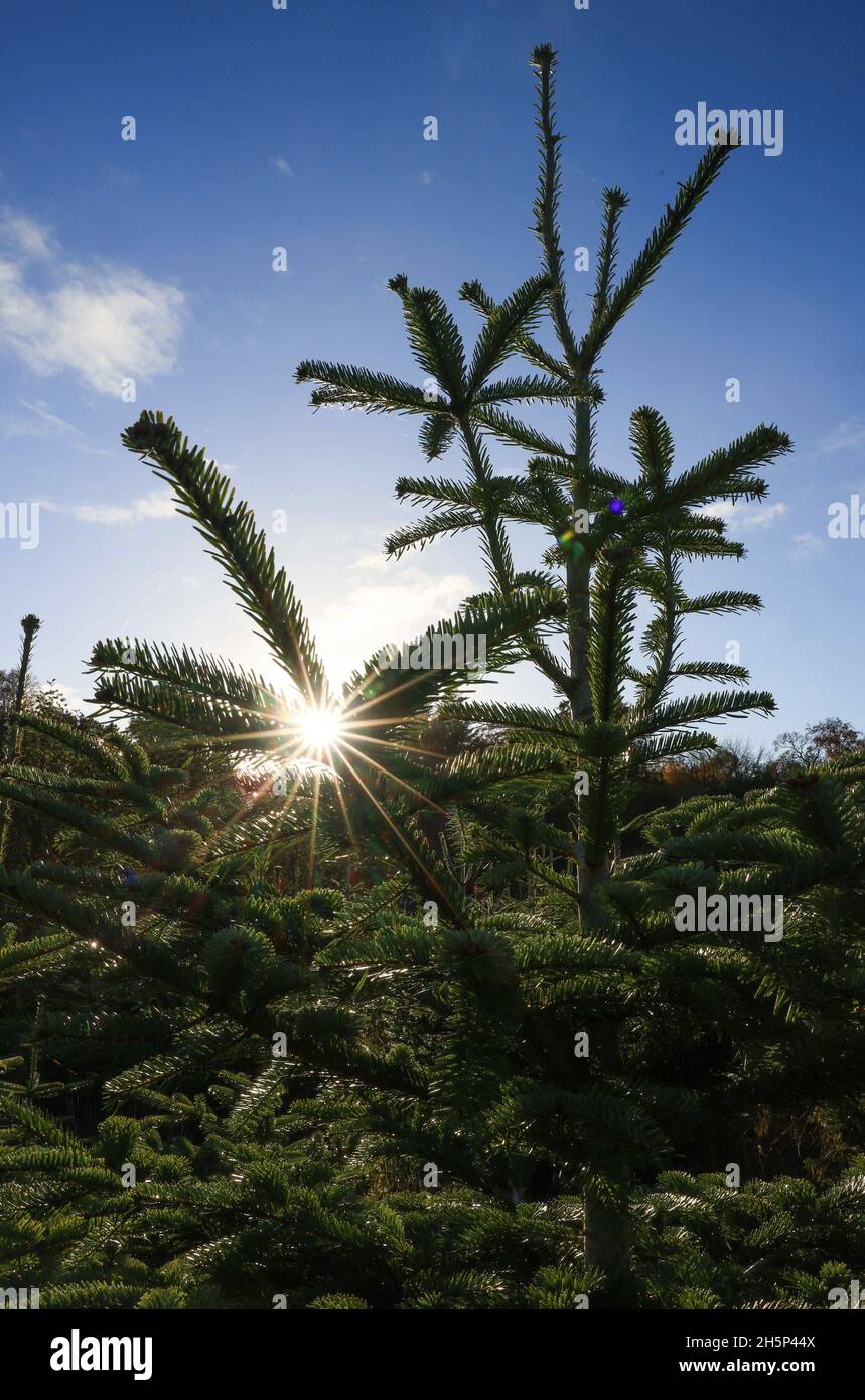 Nienborstel, Germany. 05th Nov, 2021. The sun breaks through the ...
