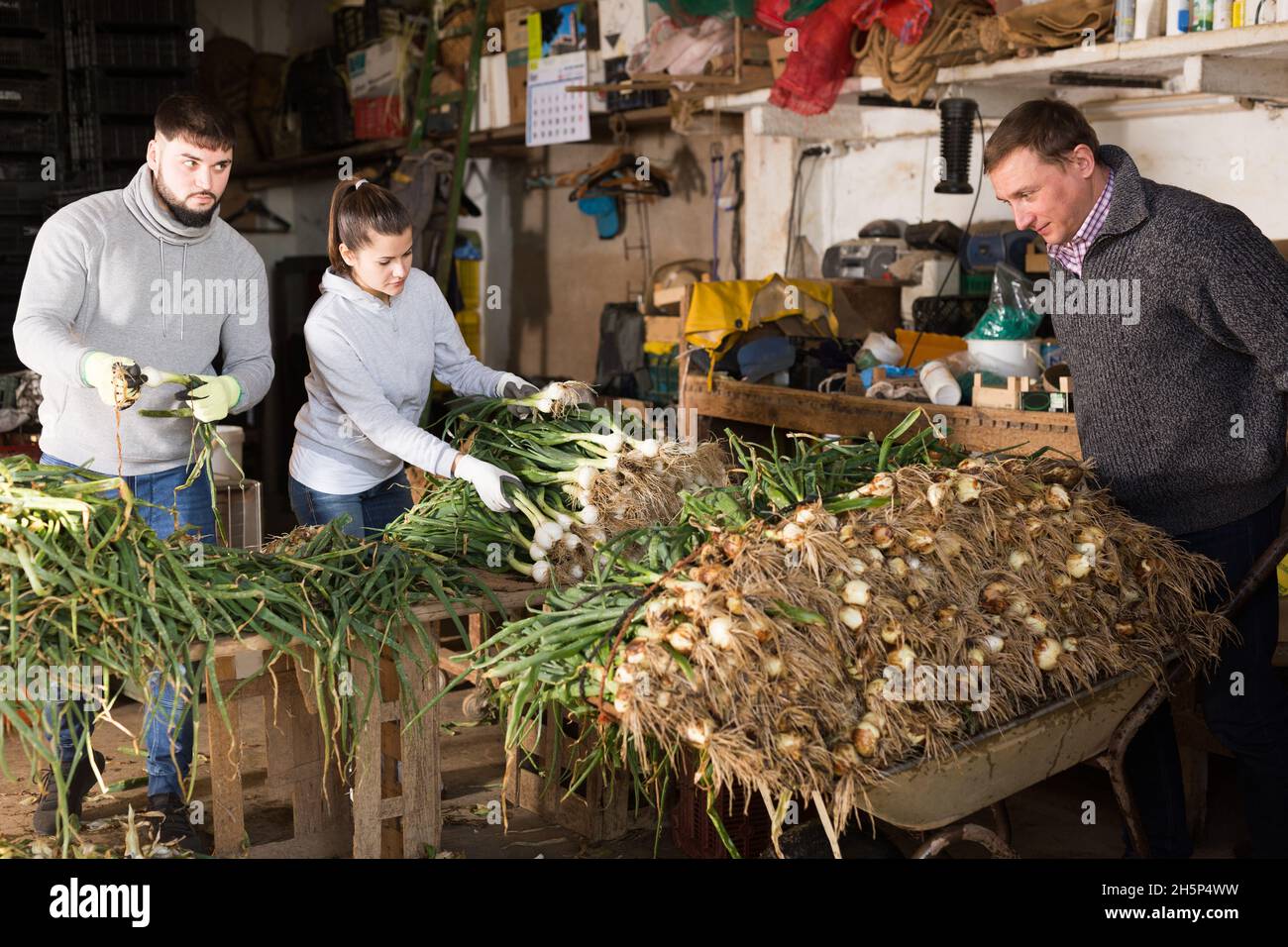 Farm family sorting freshly harvested green onions Stock Photo - Alamy