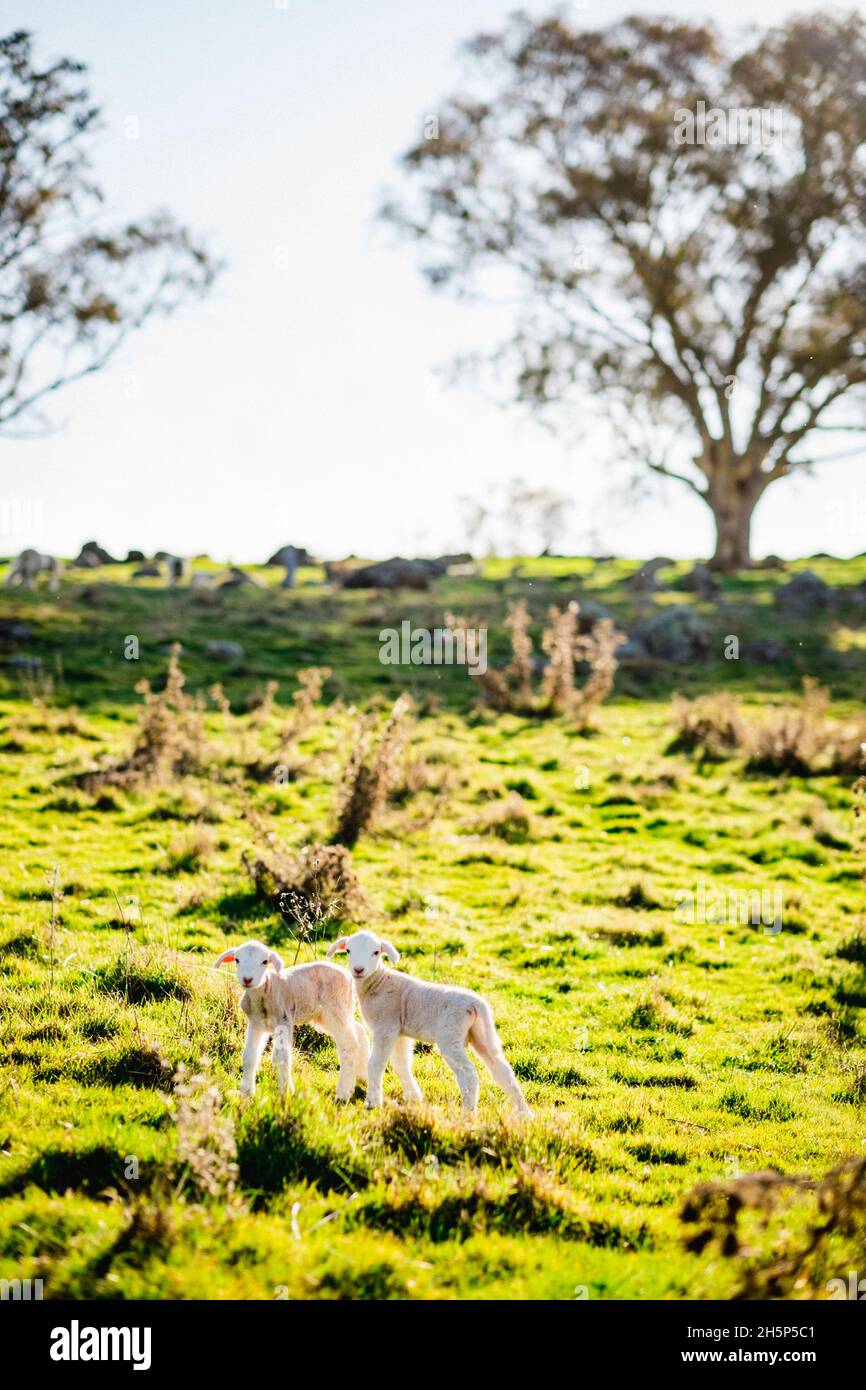 Two baby spring lambs in field on farm, late afternoon Stock Photo - Alamy