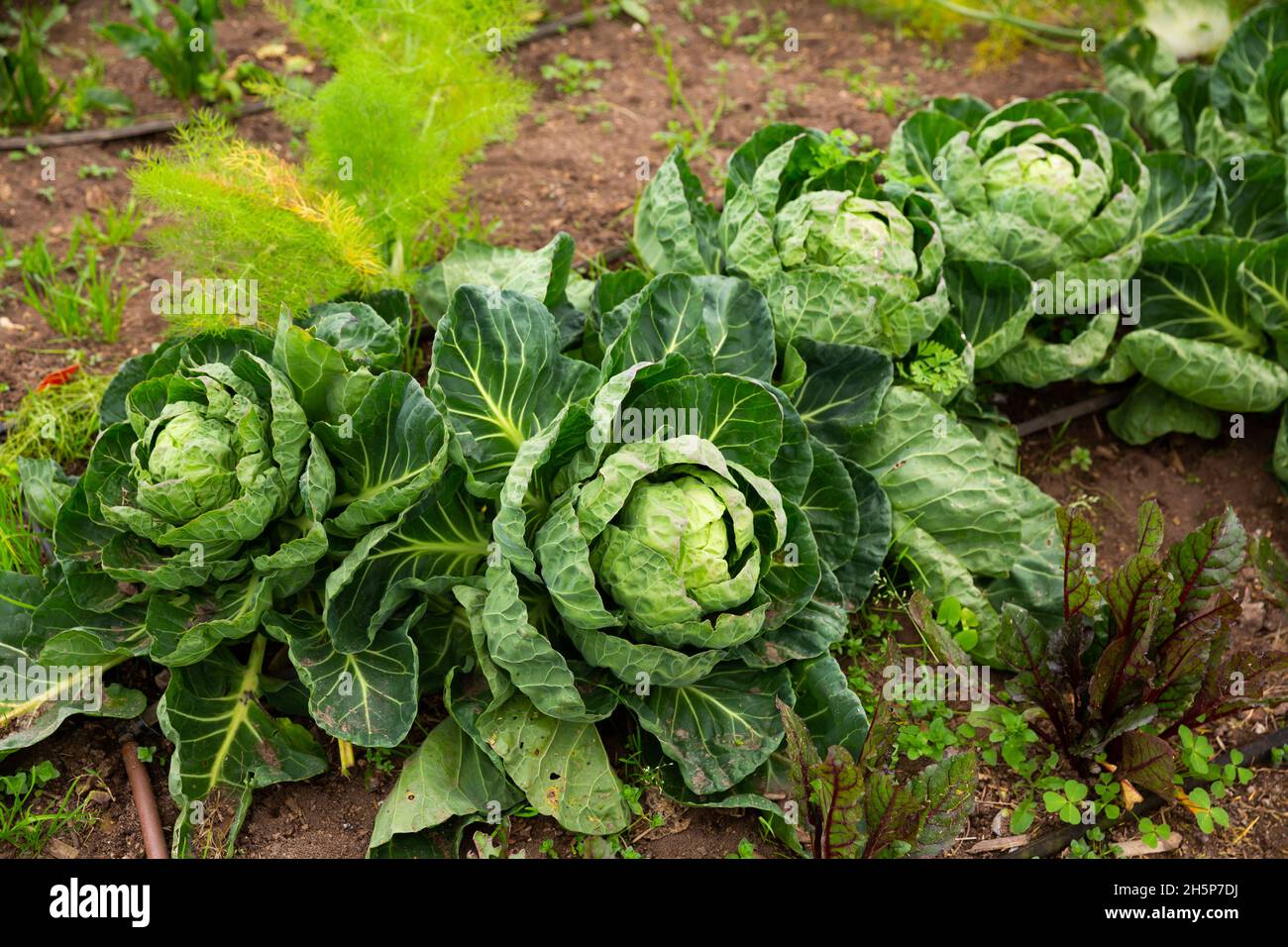Young spring cabbages hi-res stock photography and images - Alamy
