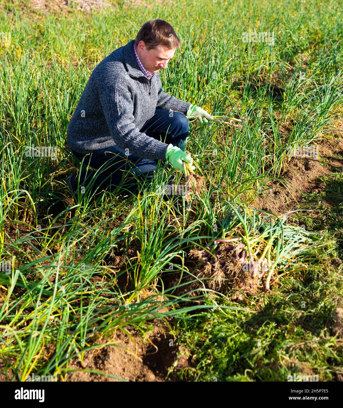 Man gathering in crops of green garlic Stock Photo - Alamy