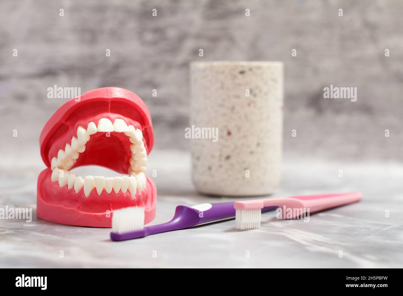 Layout of the human jaw and toothbrushes on the gray background Stock ...