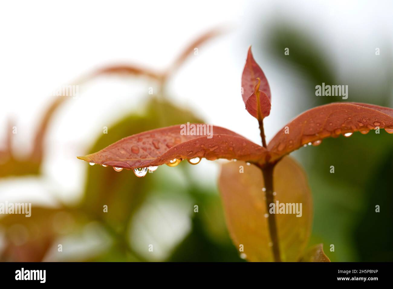 raindrop on leaves in rainy day Stock Photo - Alamy