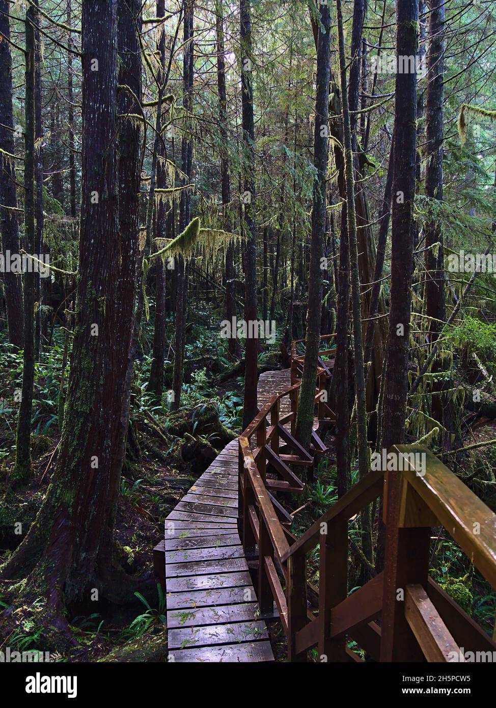 View of wooden boardwalk leading through dense forest at popular ...