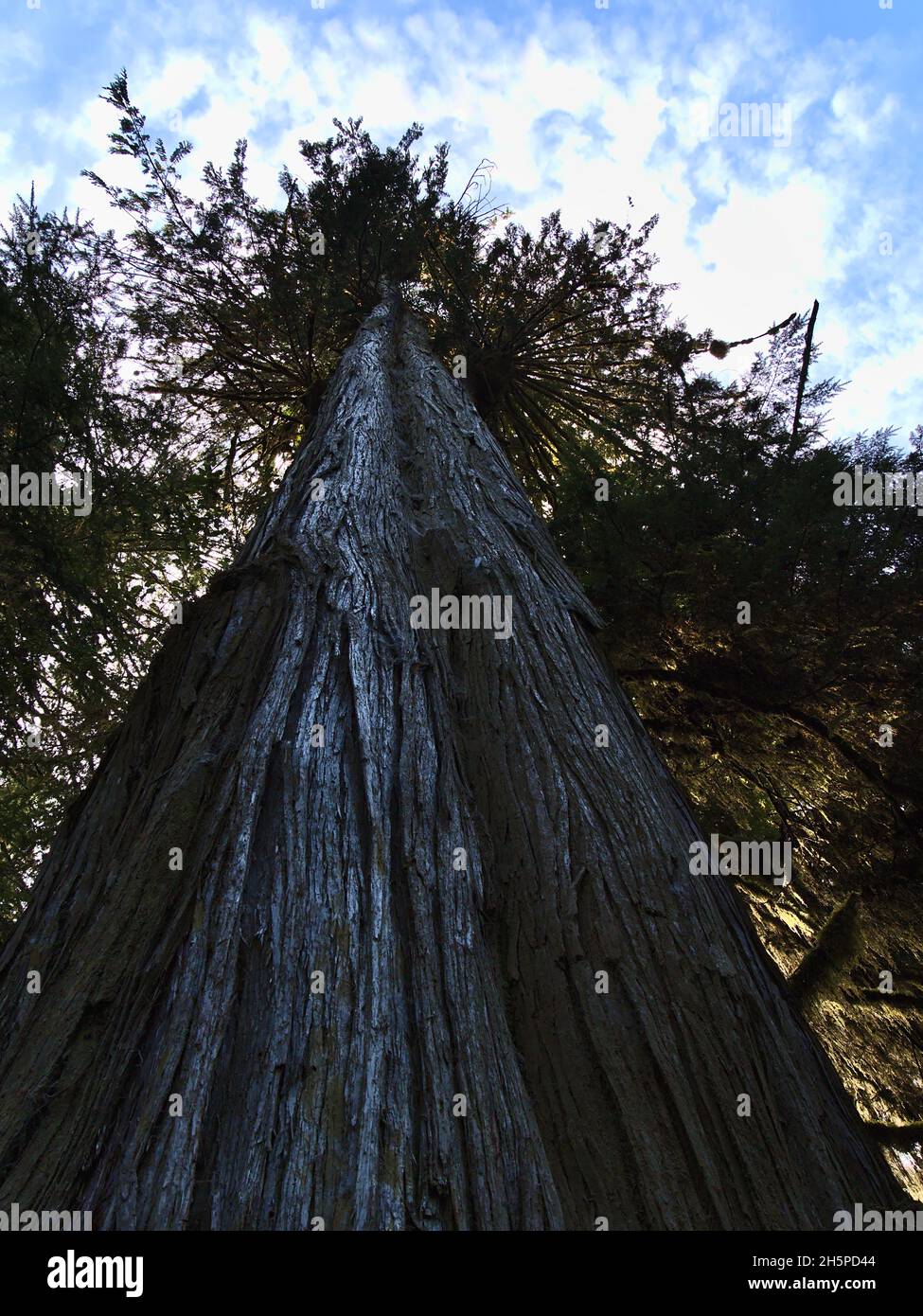 Douglas fir pseudotsuga menziesii hi-res stock photography and images ...
