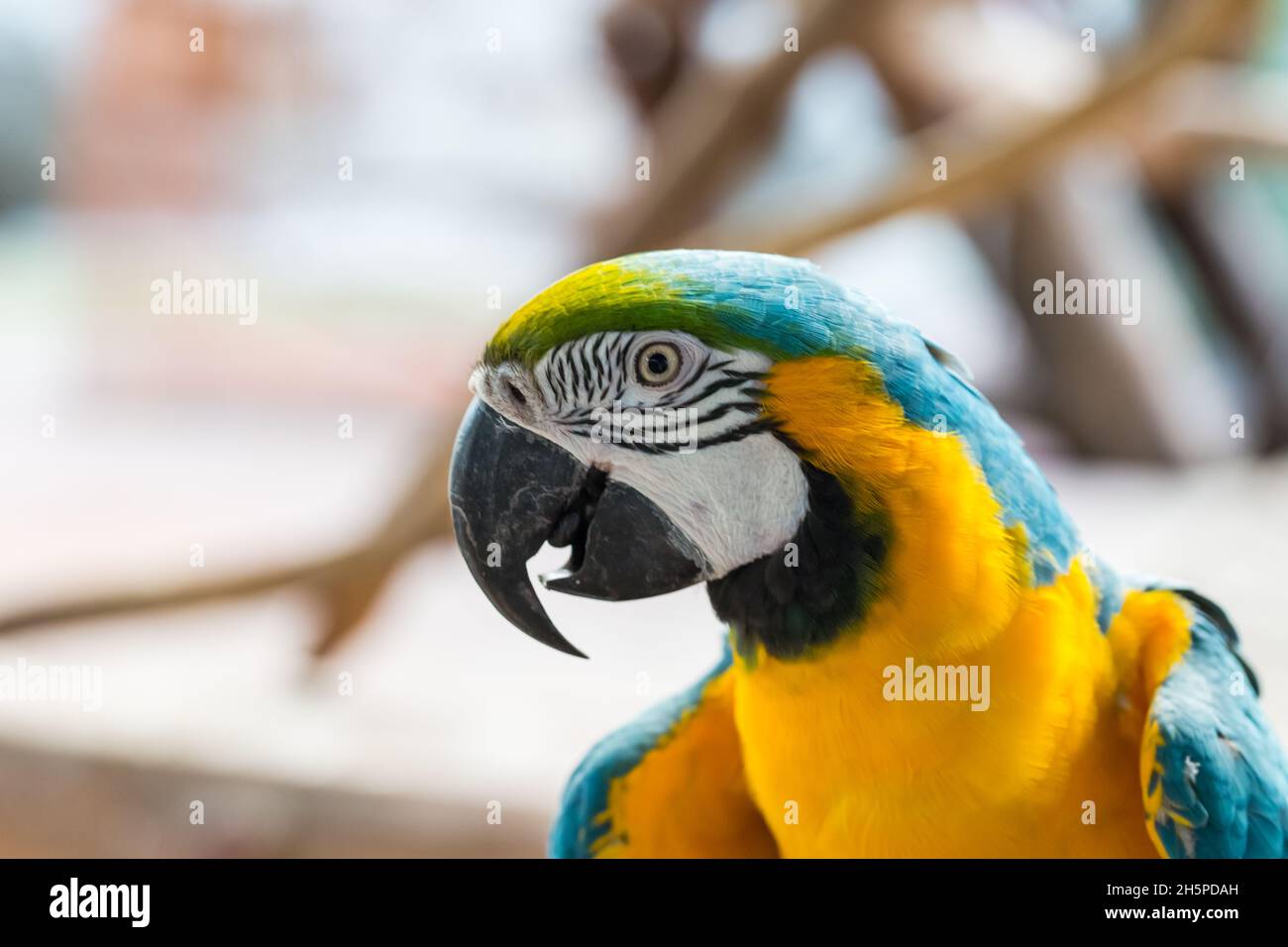 Parrots head hi-res stock photography and images - Alamy