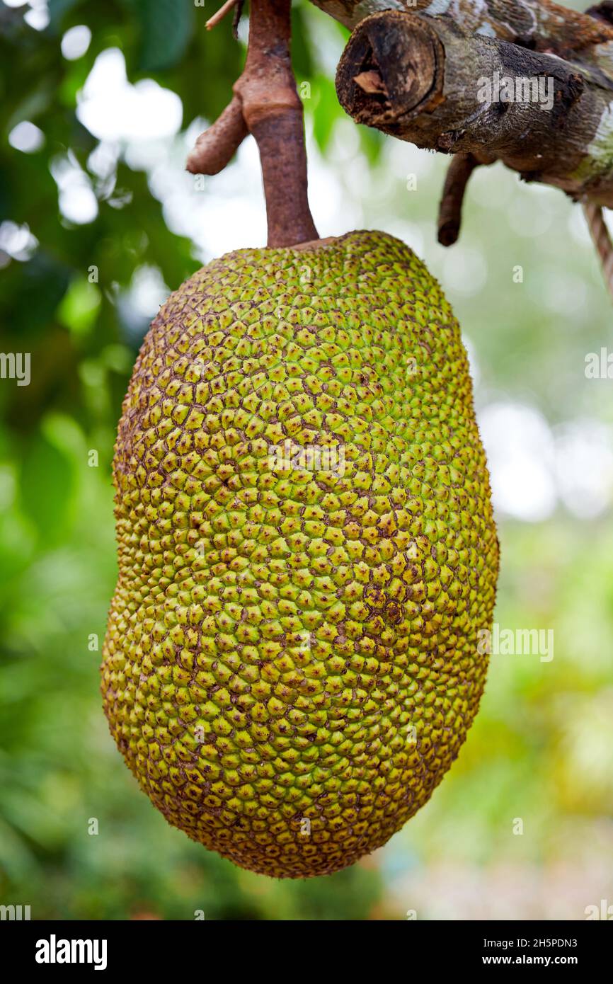 Pohon nangka hi-res stock photography and images - Alamy