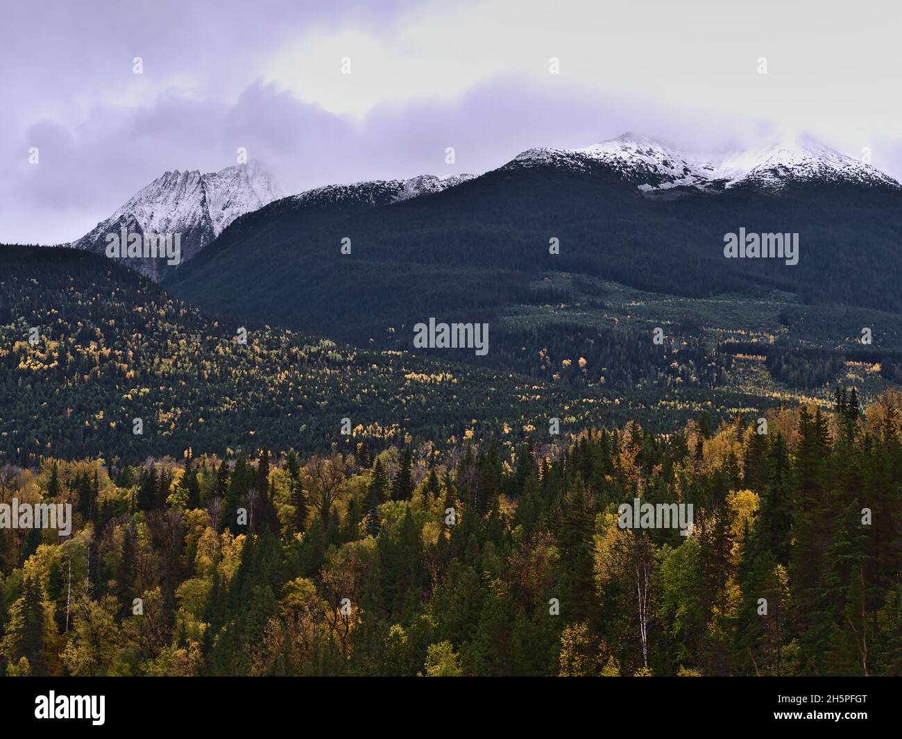 Autumn landscape with mixed forest of colorful trees in front of the ...