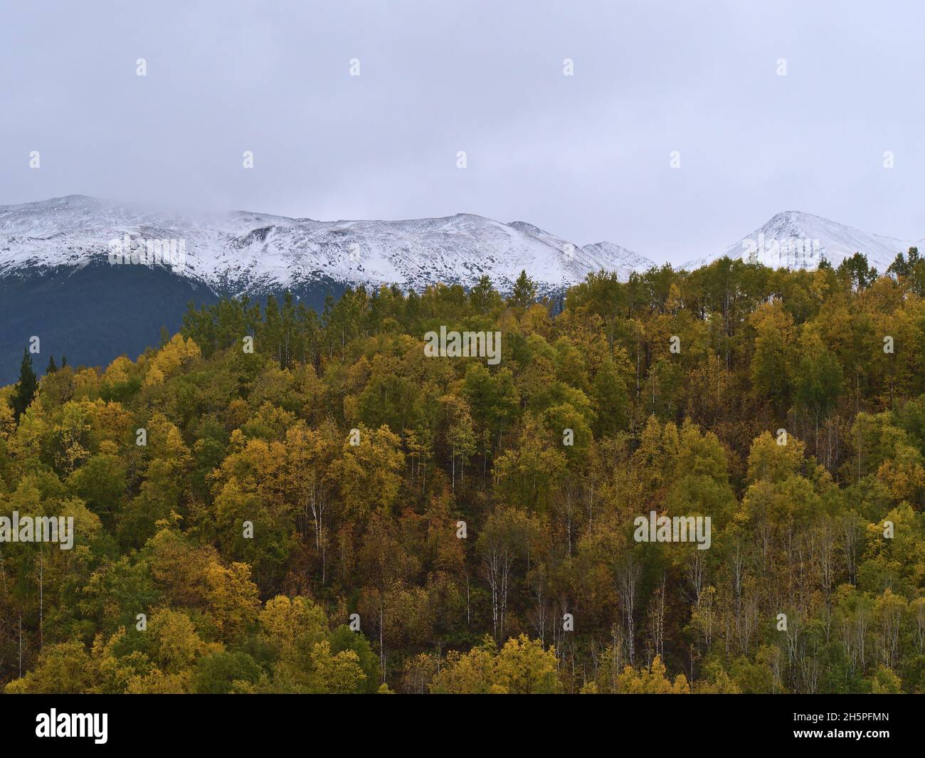 Deciduous trees in forest hi-res stock photography and images - Alamy