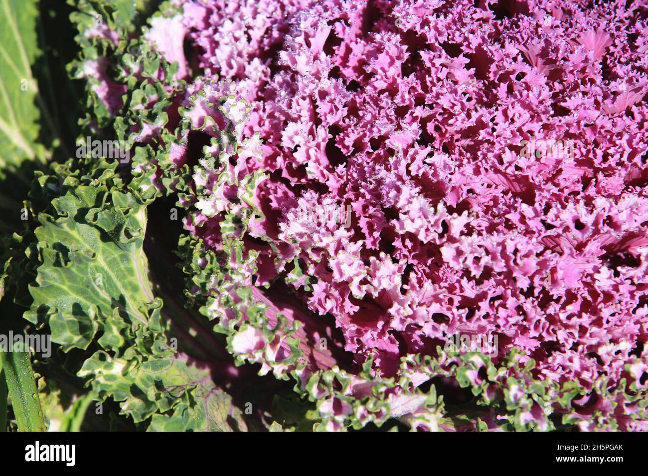 Color Cabbage close-up,beautiful colorful cabbage leaves with dew in ...