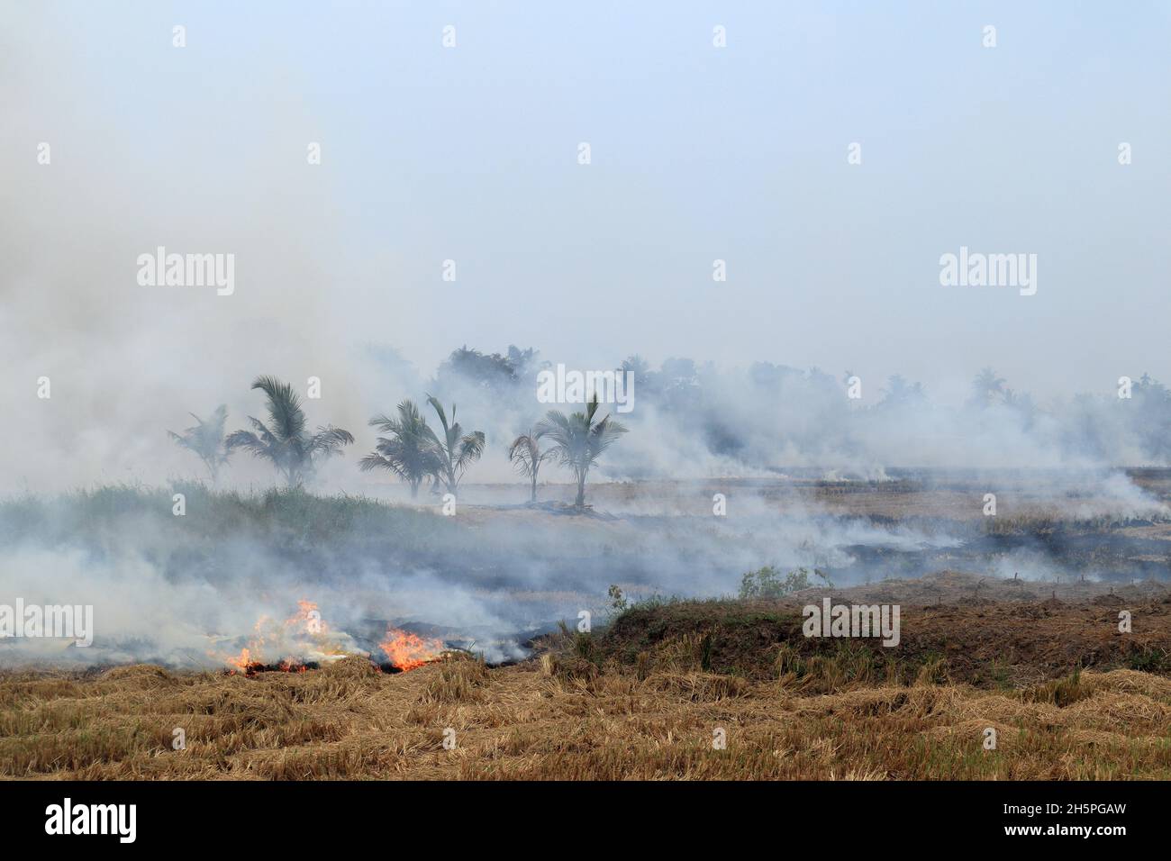 Burning of stubble in paddy fields after harvesting Stock Photo - Alamy