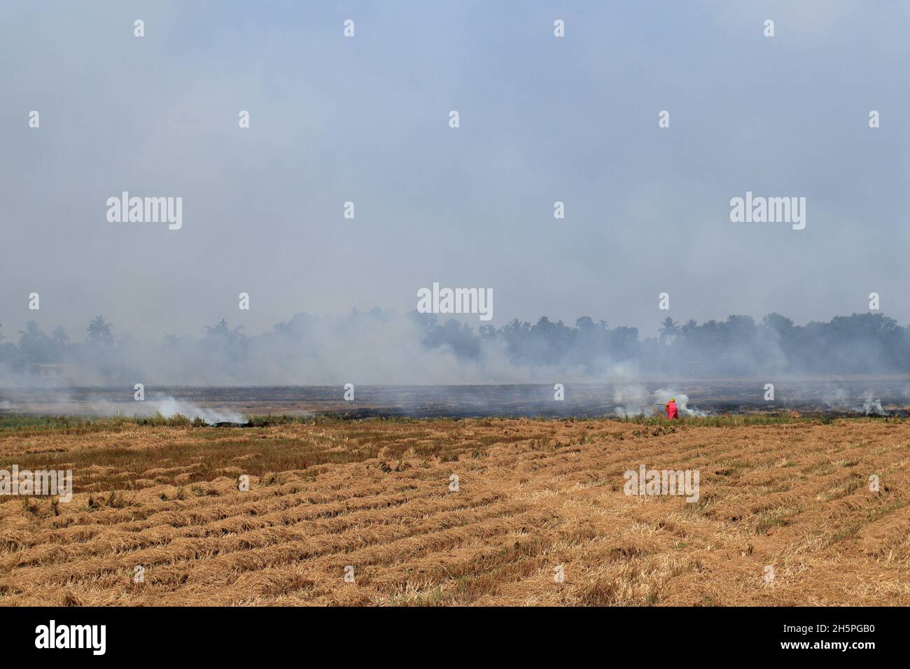 Burning of stubble in paddy fields after harvesting Stock Photo - Alamy
