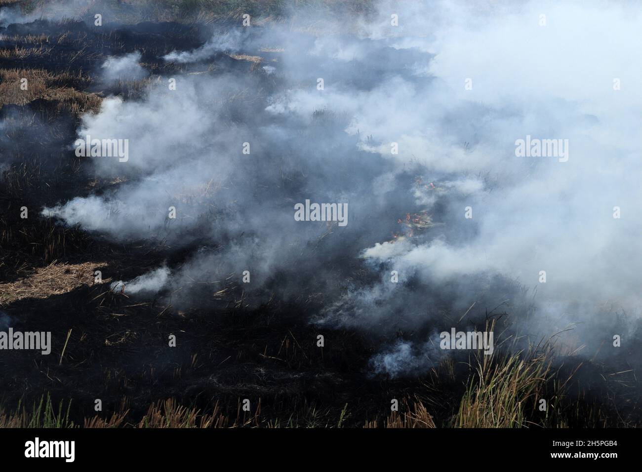 Burning of stubble in paddy fields after harvesting Stock Photo - Alamy