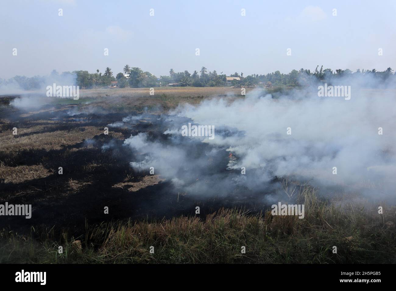 Burning of stubble in paddy fields after harvesting Stock Photo - Alamy