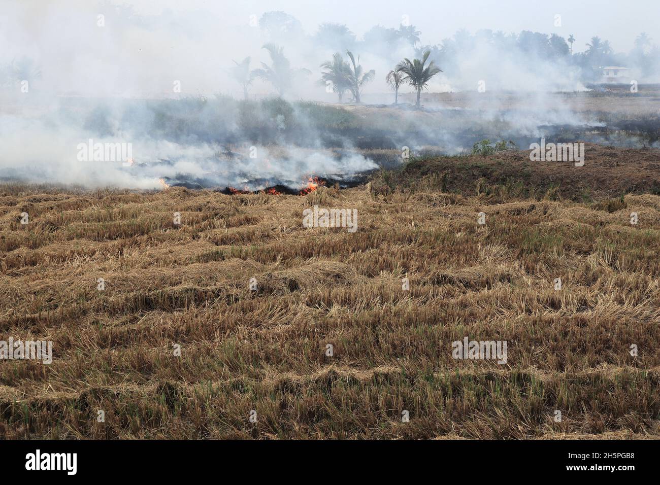 Open burning in paddy field hi-res stock photography and images - Alamy