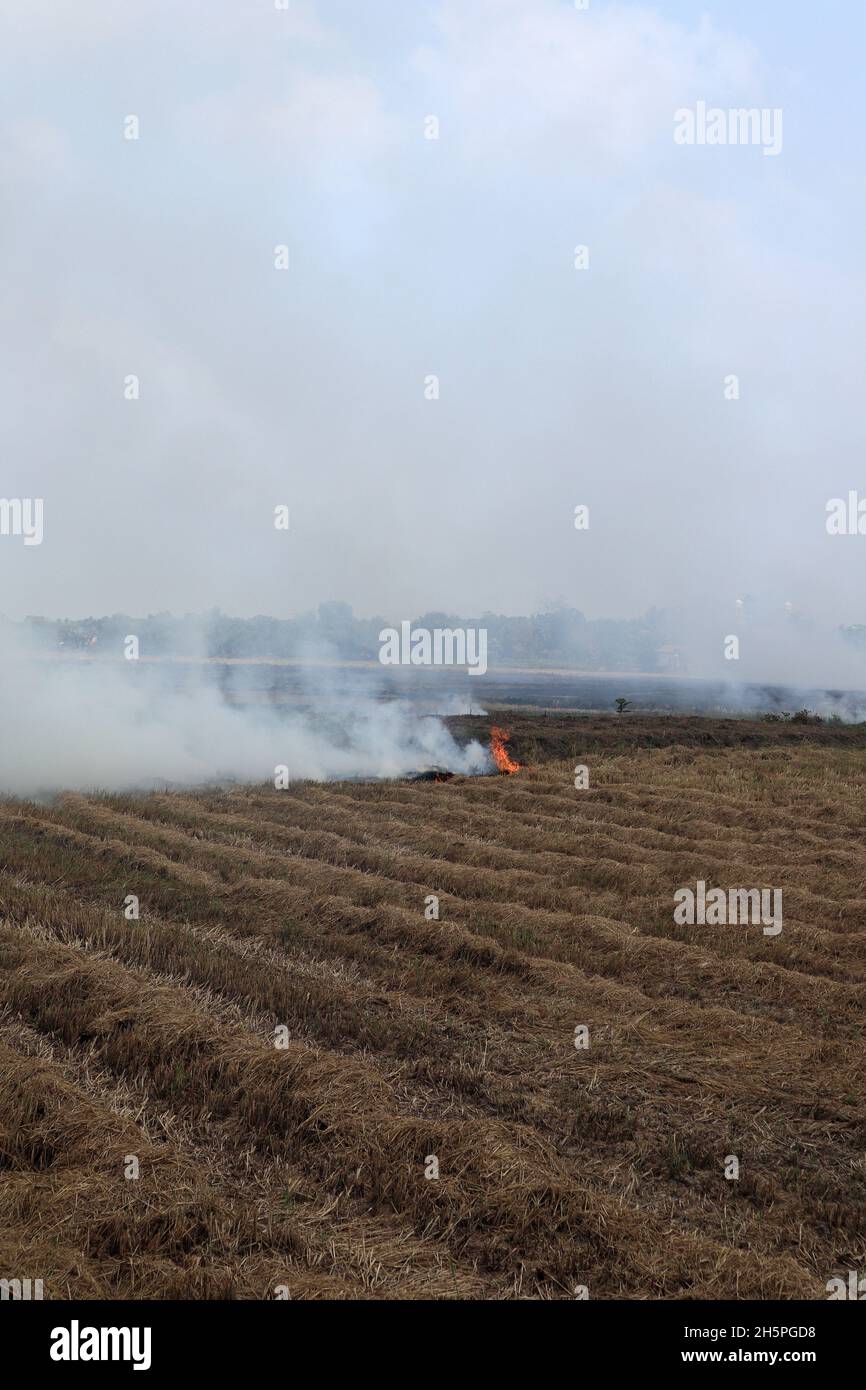 Burning of stubble in paddy fields after harvesting Stock Photo - Alamy