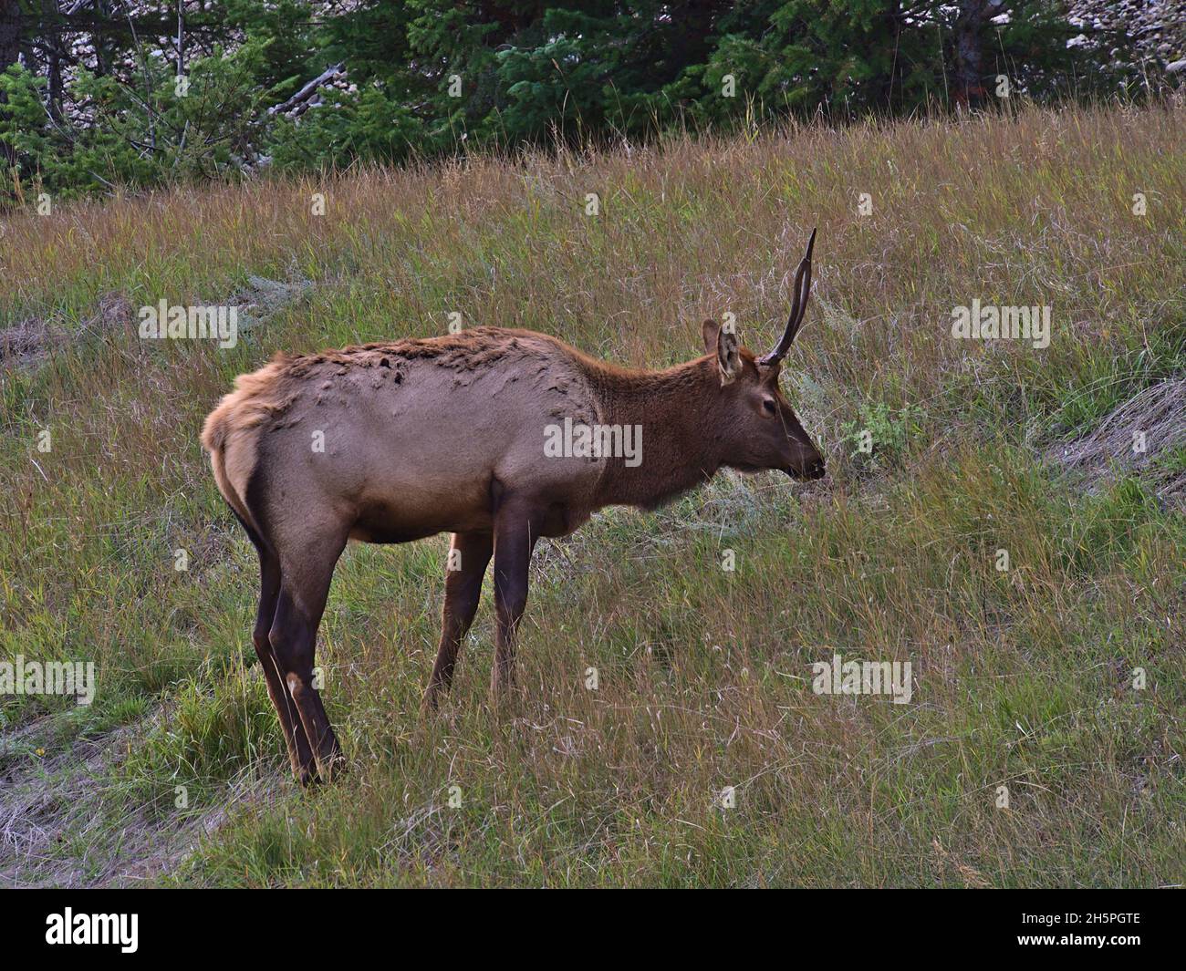 Bull elk in mountains hi-res stock photography and images - Alamy