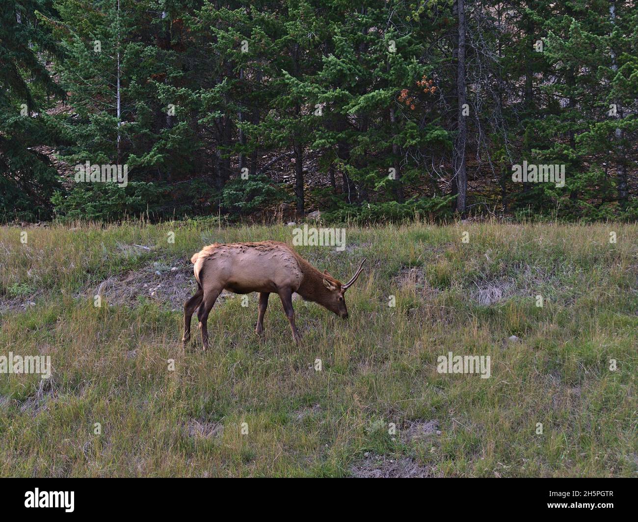 Young elk bull (also wapiti, Cervus canadensis) with small antlers ...