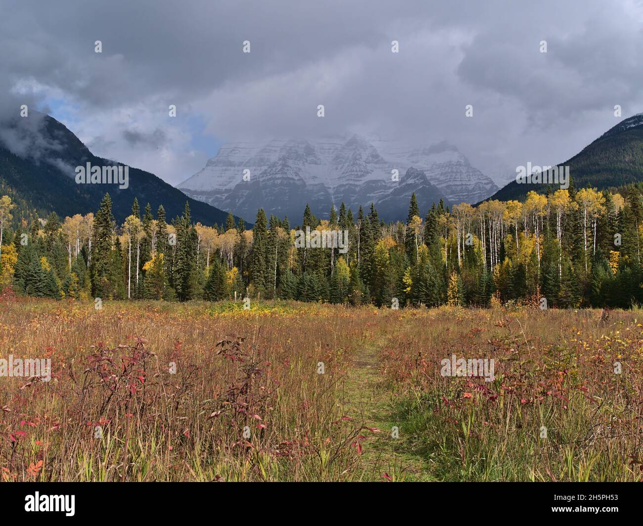 Autumn landscape with path leading through colorful meadow with forest ...