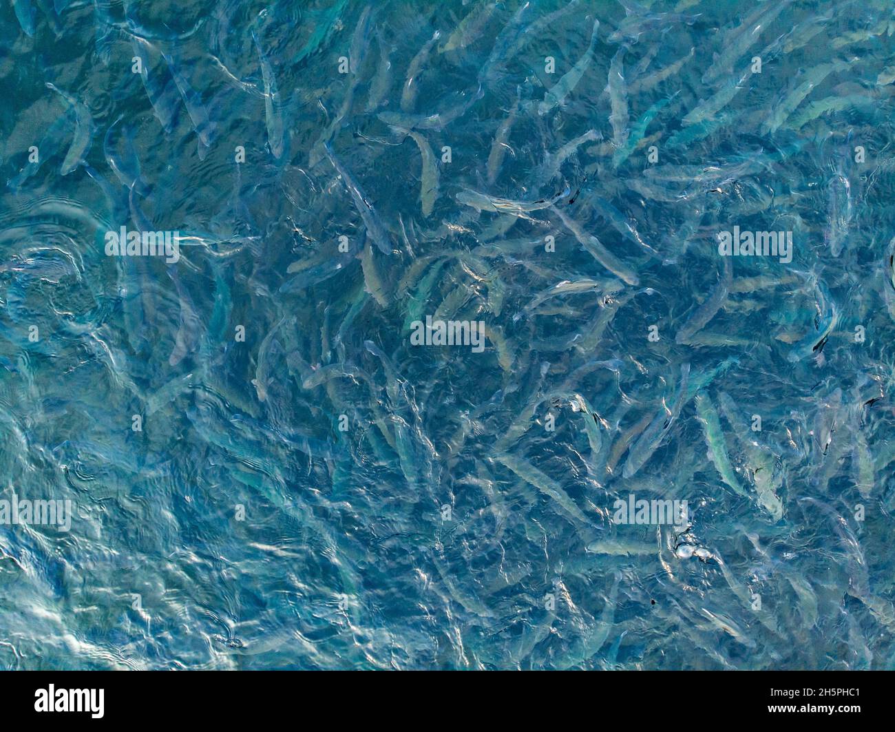 Fish farm for breeding for rainbow trout and salmon fry in net cages ...