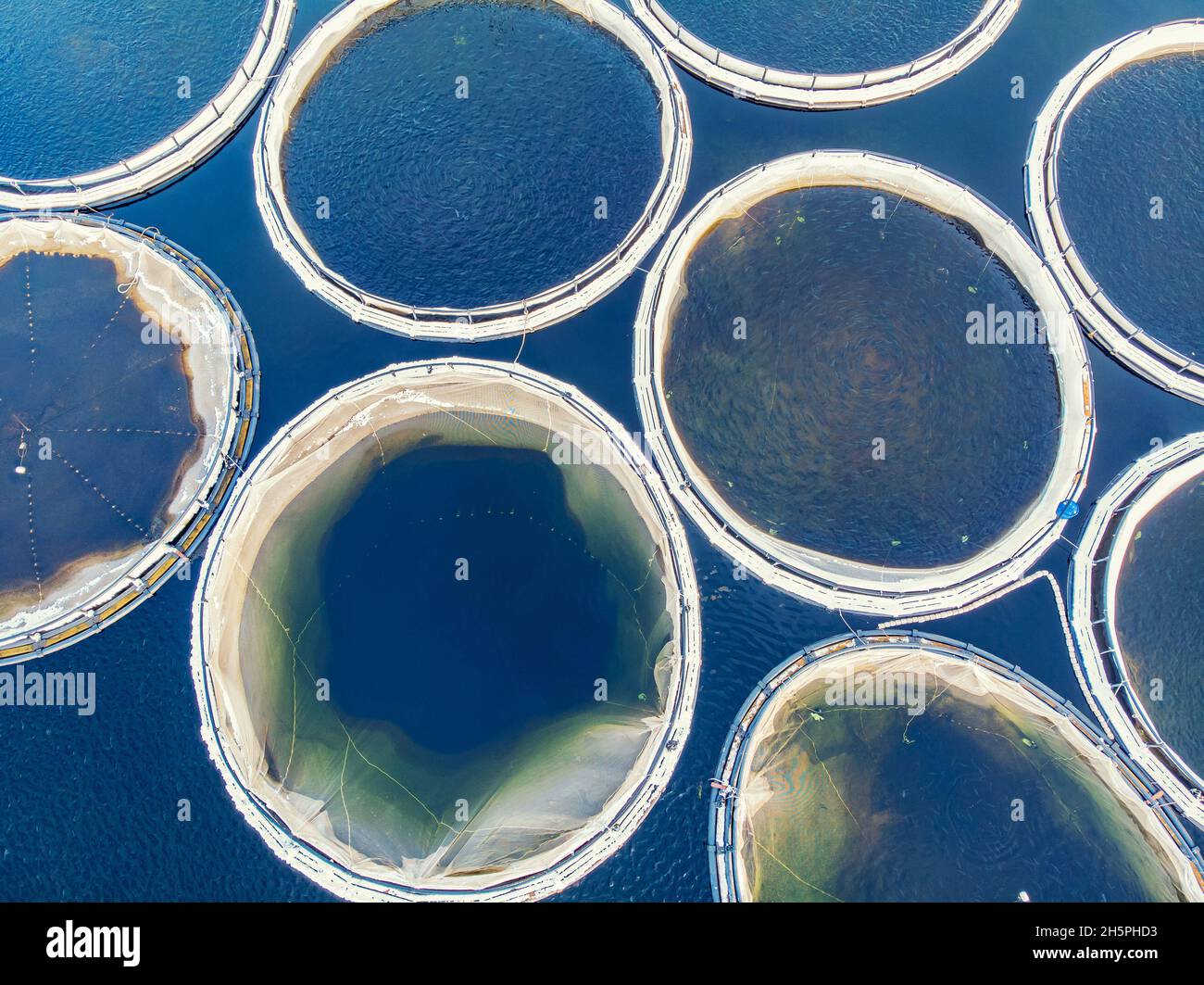 Fish farm for breeding for rainbow trout and salmon fry in net cages ...