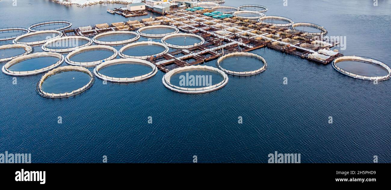 Salmon fish farm aquaculture blue water. Aerial top view Stock Photo ...