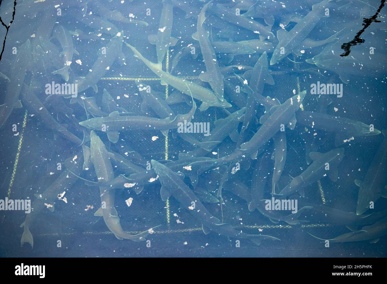 Closeup sturgeon fish farm for breeding. Concept aquaculture ...
