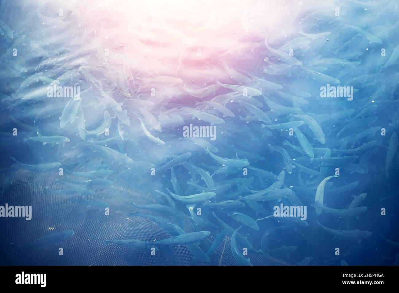 Salmon farm in norway hi-res stock photography and images - Alamy
